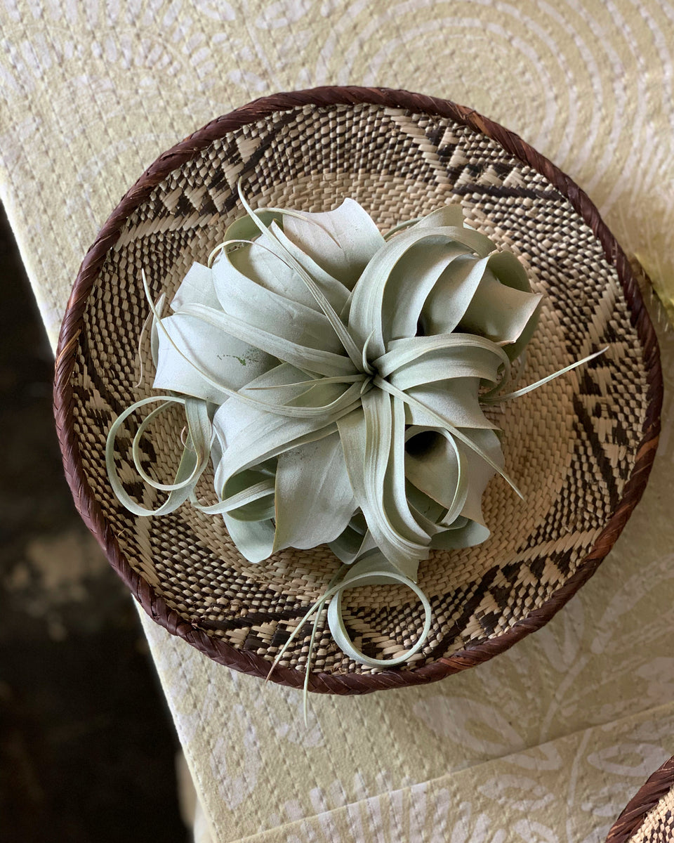 Air Plants and Summer Cocktails Workshop – Queen Anne Frame